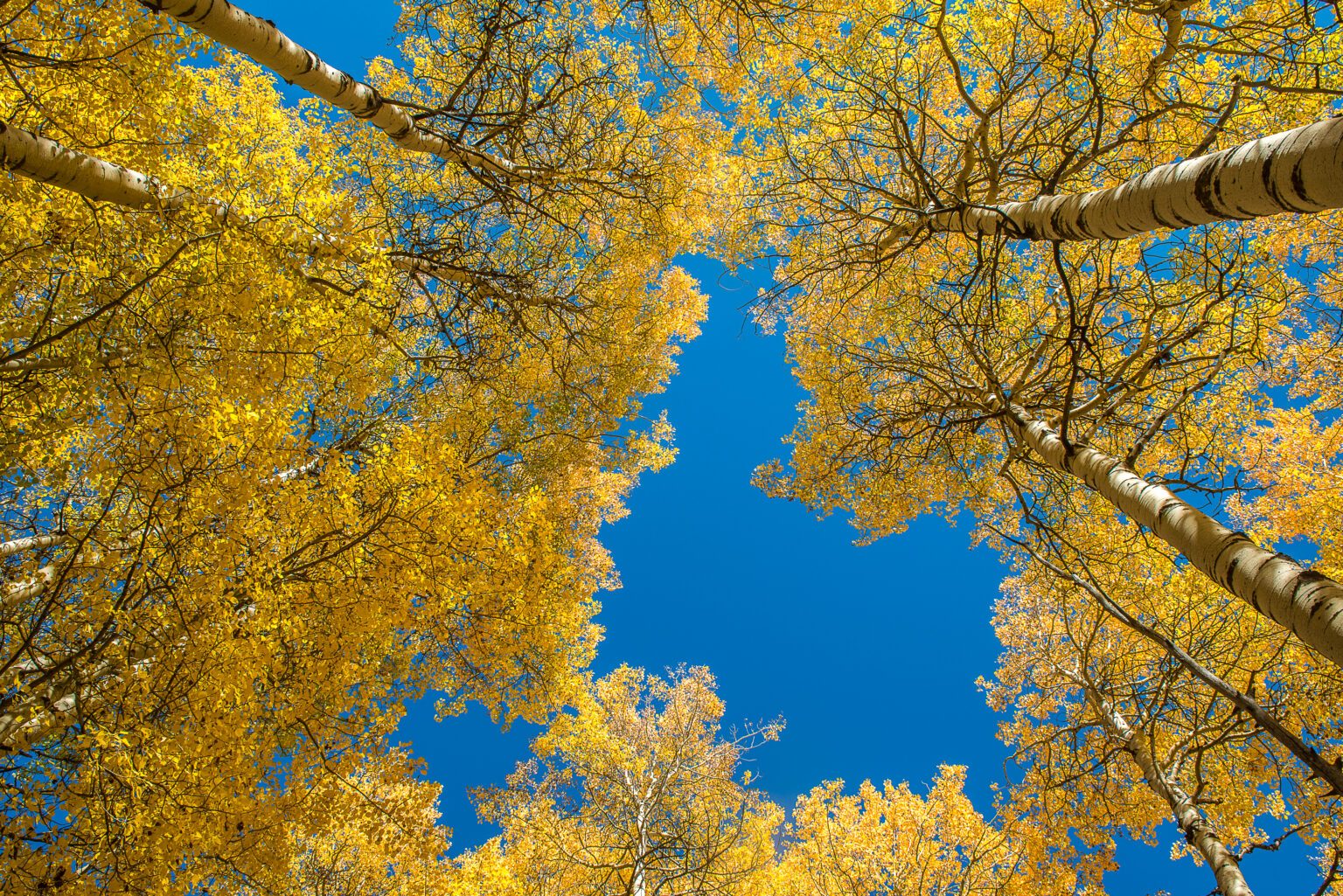 9 Terrific Fall Hikes in Vail, CO | Best Hiking Trails for Fall Colors ...