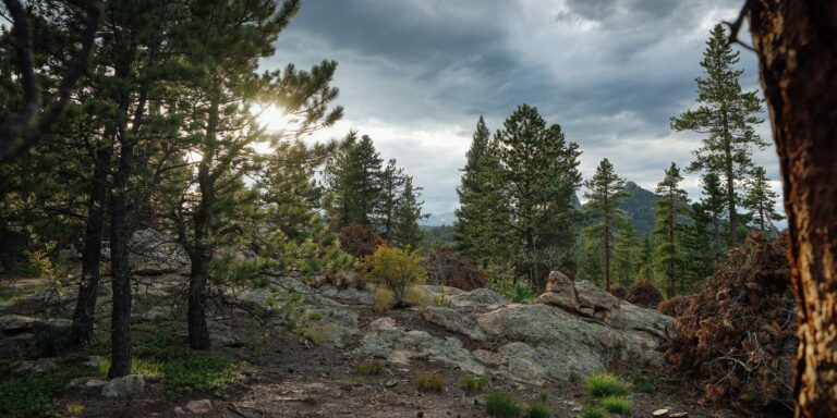 Colorado National Forests | List + Map - Uncover Colorado