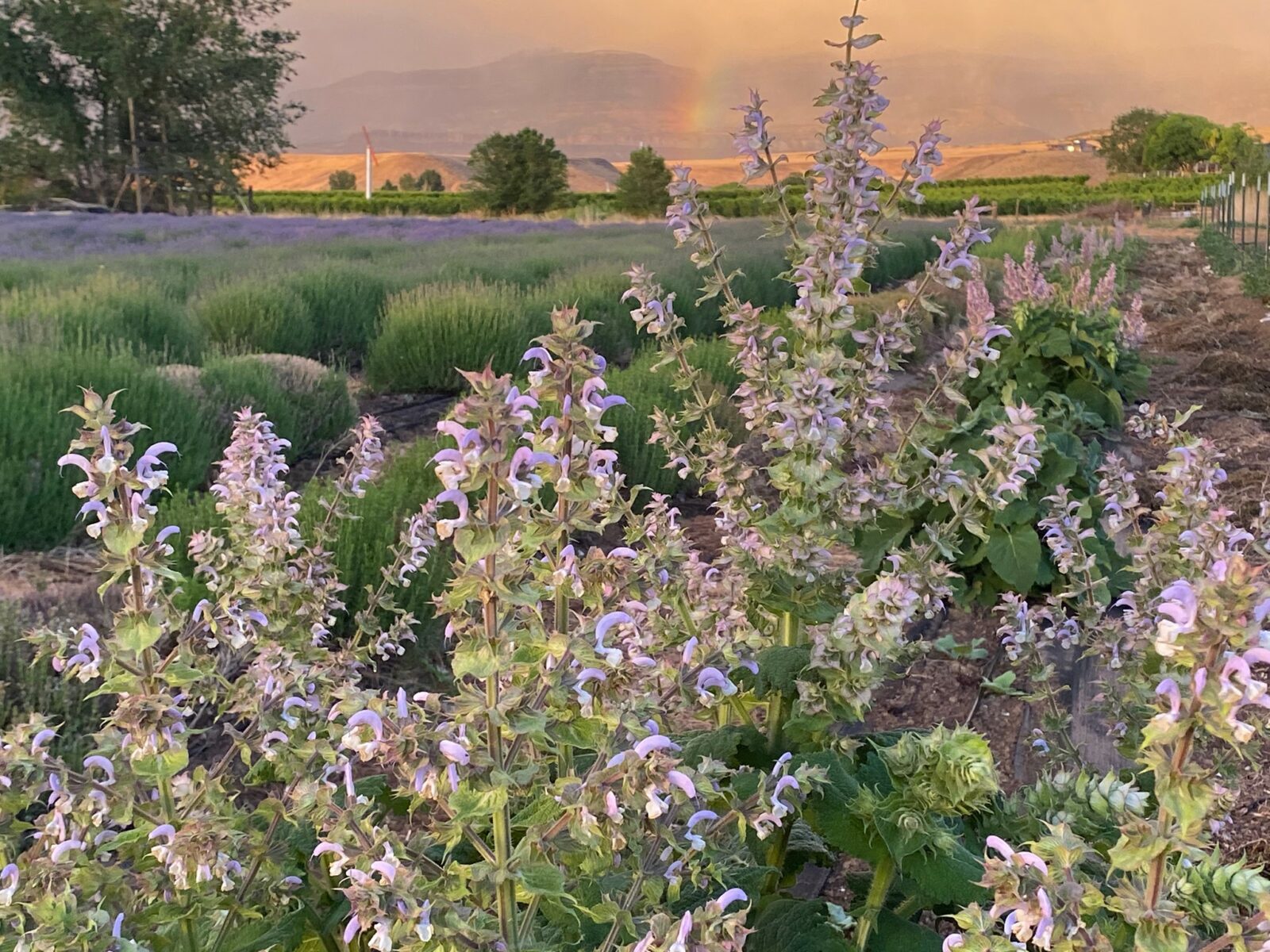 Top things to do in Palisade, Colorado - Uncover Colorado