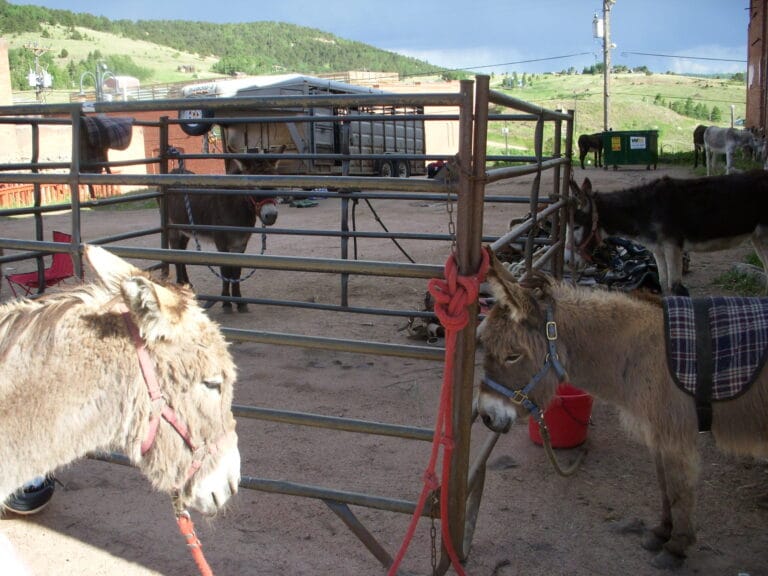 Top Things To Do In Cripple Creek, Colorado - Uncover Colorado