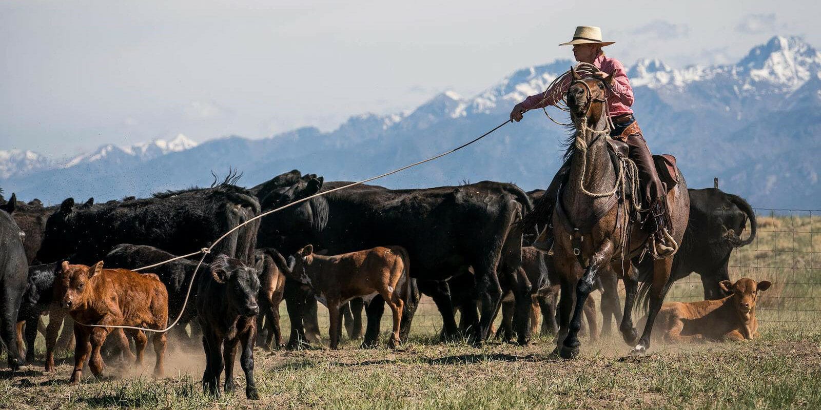 Zepata Ranch | Working dude ranch resort in Mosca, CO - Uncover Colorado