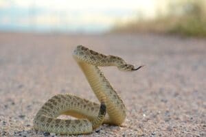 Are there rattlesnakes in Colorado? - Uncover Colorado