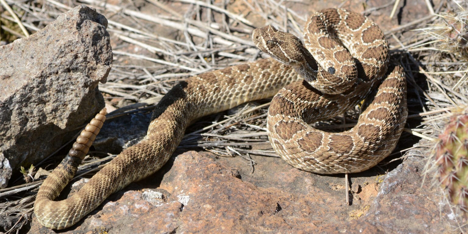 Are there rattlesnakes in Colorado? - Uncover Colorado