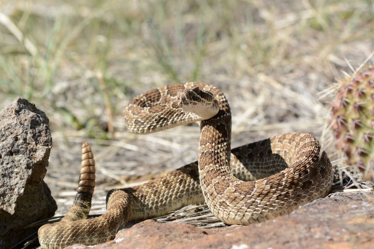12 Most Dangerous Animals in Colorado - Uncover Colorado