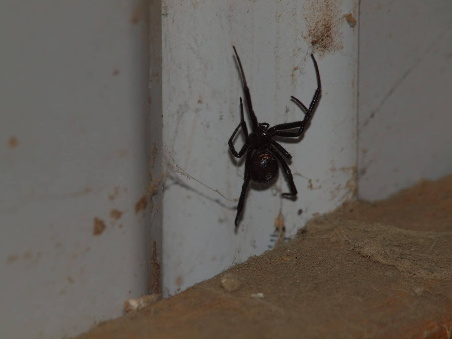 12 Most Dangerous Animals in Colorado - Uncover Colorado