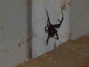 12 Most Dangerous Animals in Colorado - Uncover Colorado