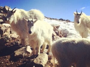 12 Most Dangerous Animals in Colorado - Uncover Colorado
