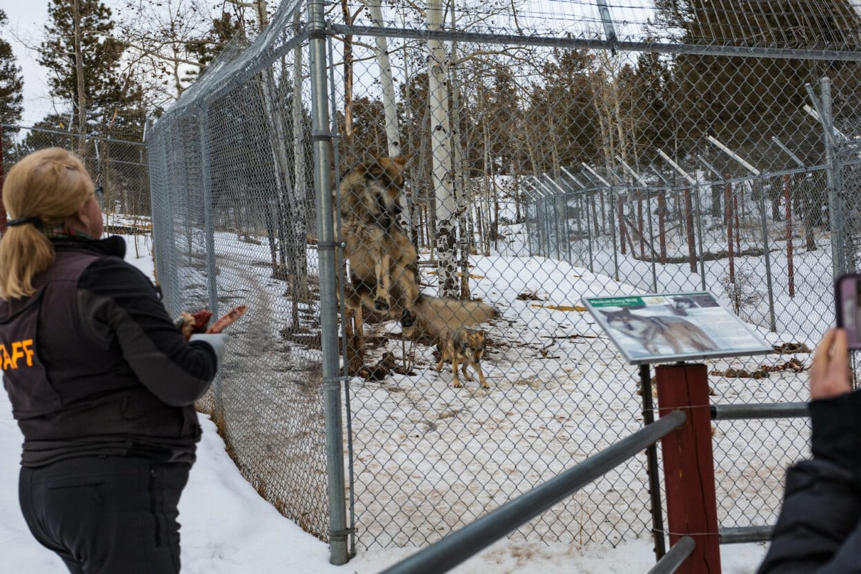 4 Animal Sanctuaries to Tour in Colorado - Uncover Colorado