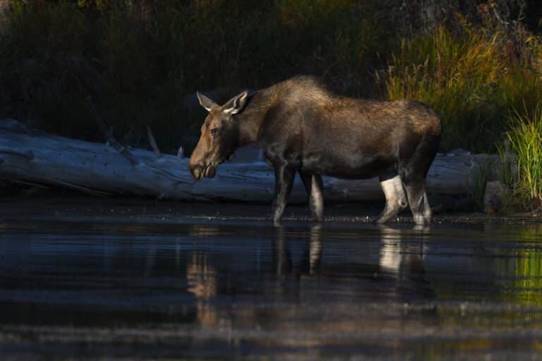 Native Wildlife Species in Colorado - Uncover Colorado