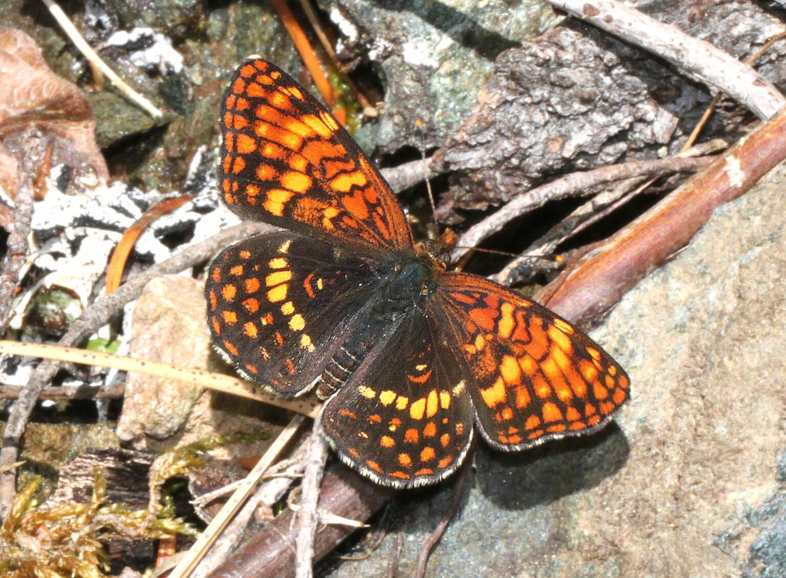 Types of Butterflies to See in Colorado - Uncover Colorado