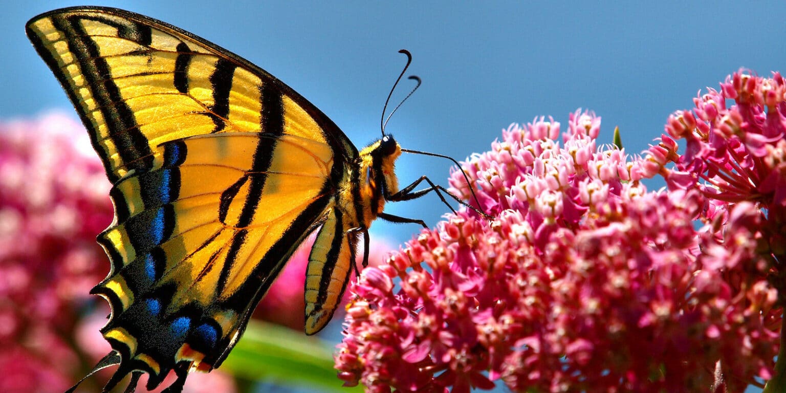Types of Butterflies to See in Colorado - Uncover Colorado