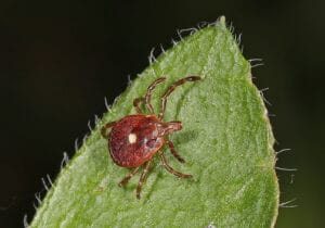 Are there ticks in Colorado? - Uncover Colorado