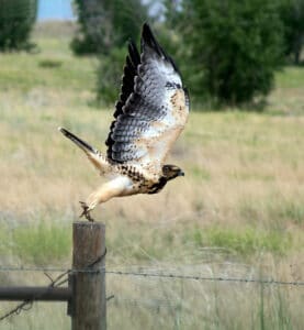9 Different Hawks Found in Colorado | Hawk Watch Site at Dinosaur Ridge ...