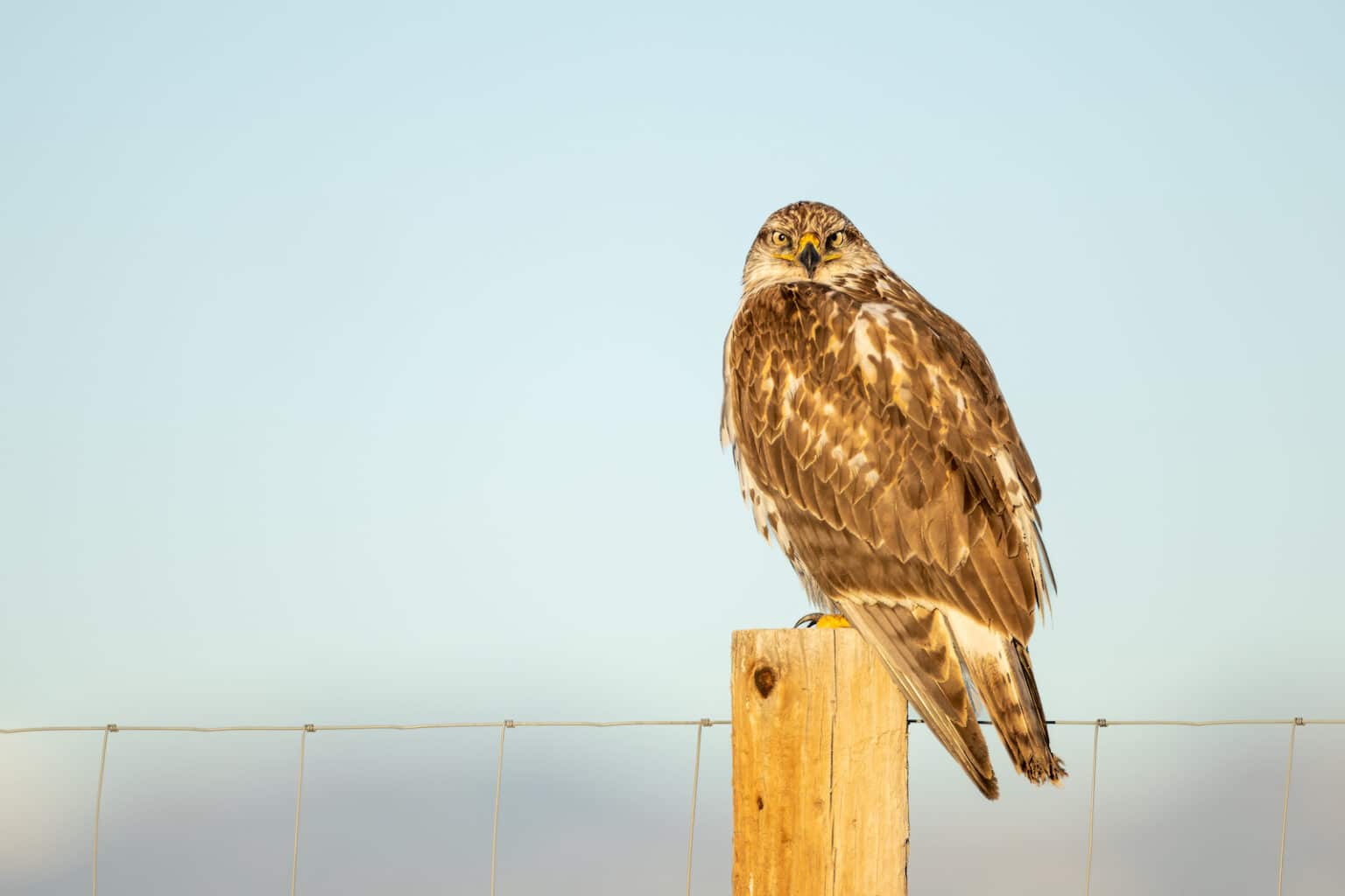 9 Different Hawks Found in Colorado | Hawk Watch Site at Dinosaur Ridge ...