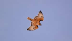 9 Different Hawks Found in Colorado | Hawk Watch Site at Dinosaur Ridge ...