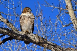 9 Different Hawks Found in Colorado | Hawk Watch Site at Dinosaur Ridge ...