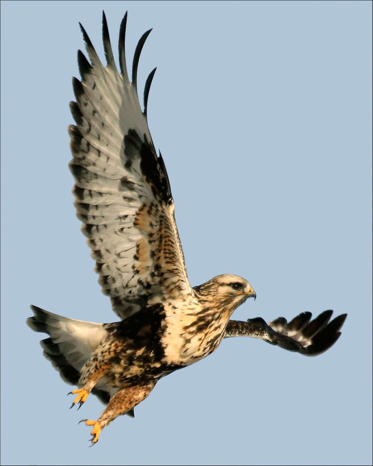 9 Different Hawks Found in Colorado | Hawk Watch Site at Dinosaur Ridge ...