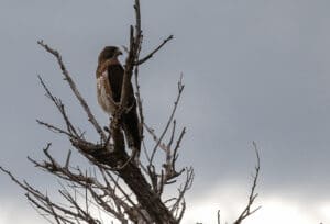 9 Different Hawks Found in Colorado | Hawk Watch Site at Dinosaur Ridge ...