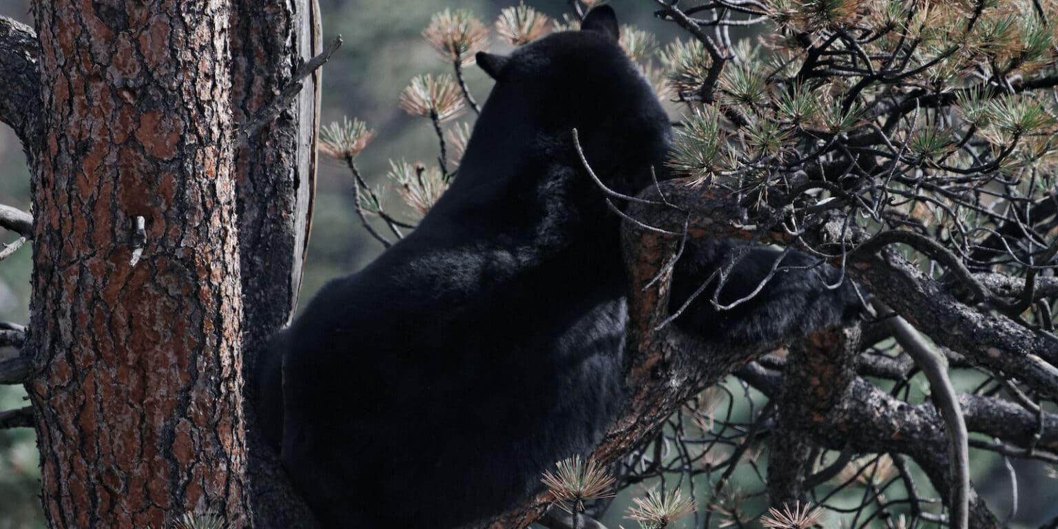 Fatal Bear Attacks in Colorado - Uncover Colorado