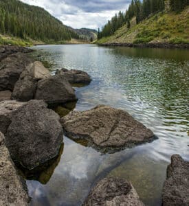 Do Wolverines Live in Colorado? - Uncover Colorado