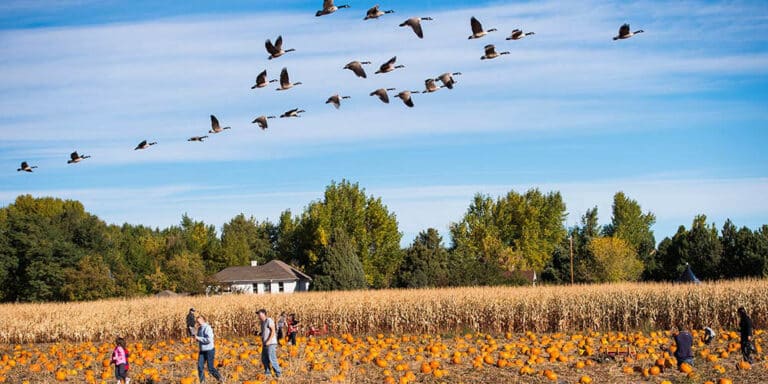 Pumpkin Festival at Chatfield Farms in Littleton on October 9-11 ...