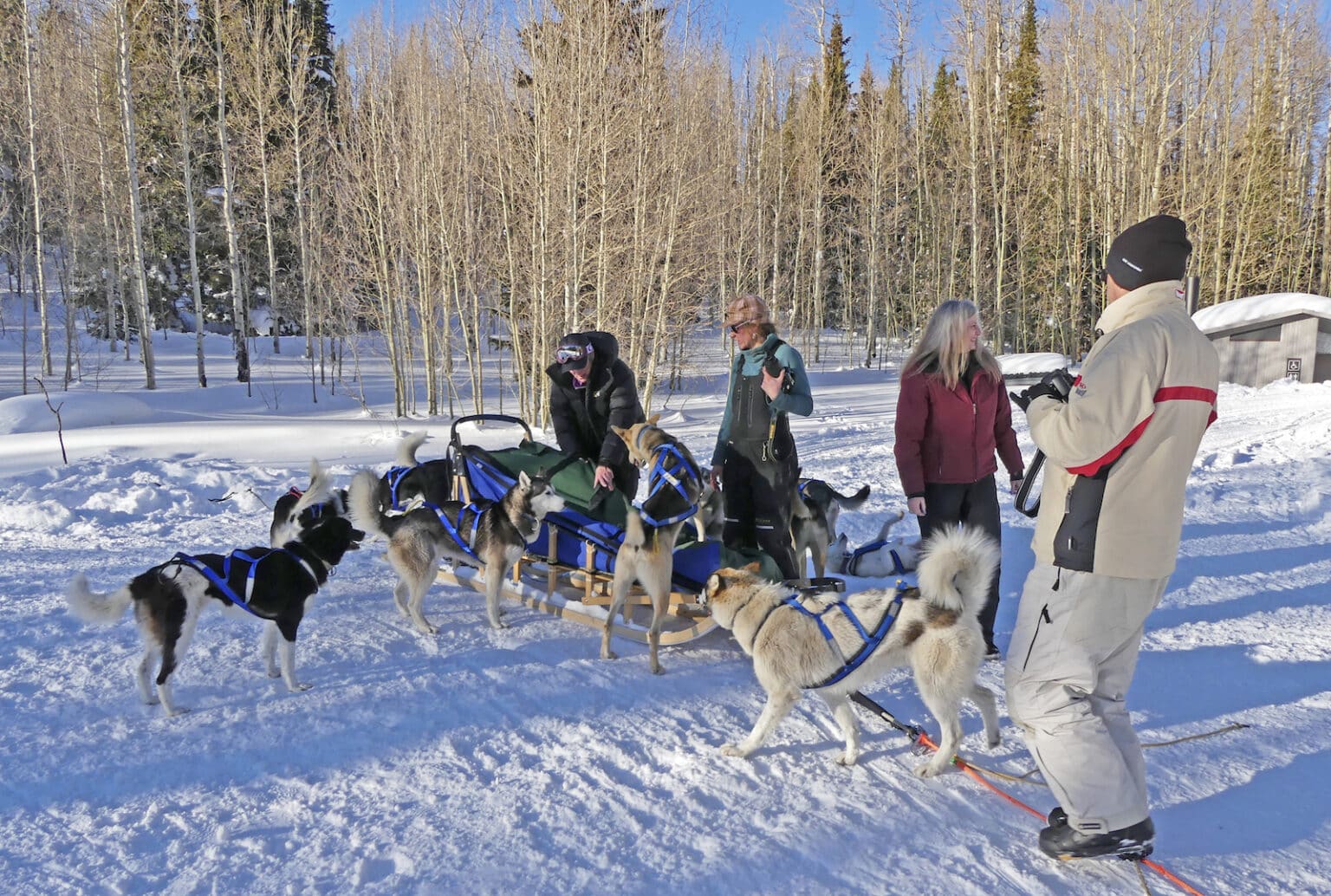 Colorado Dog Sledding | Winter dog sled tours in CO - Uncover Colorado