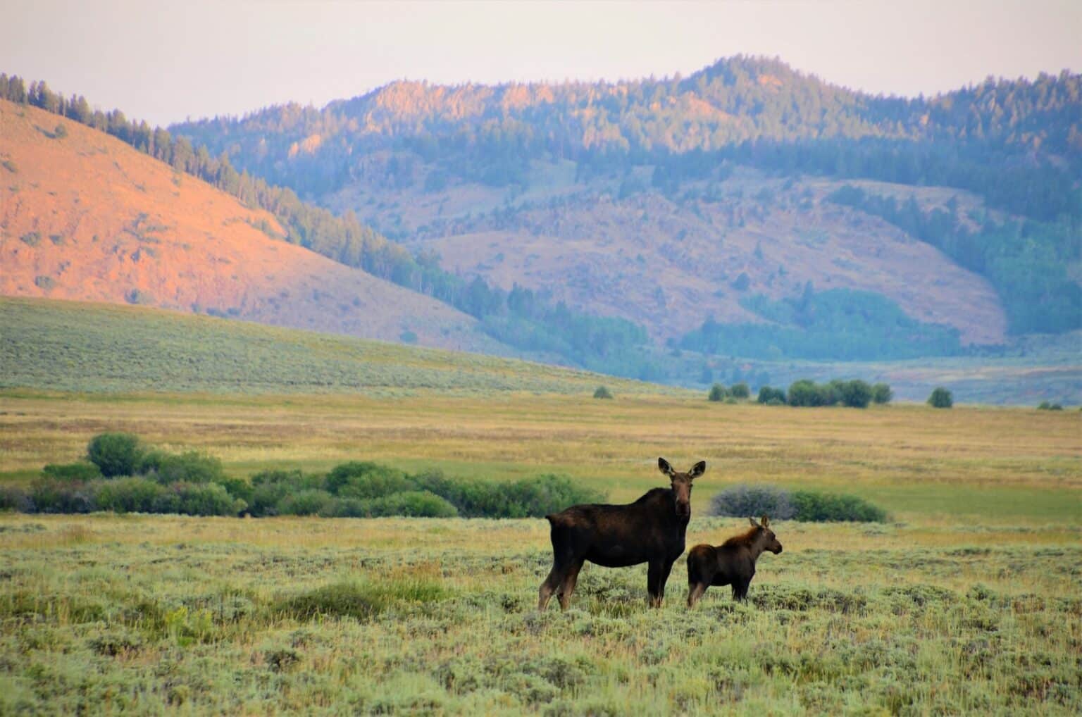 Where to See Moose in Colorado | Best Times and Places - Uncover Colorado