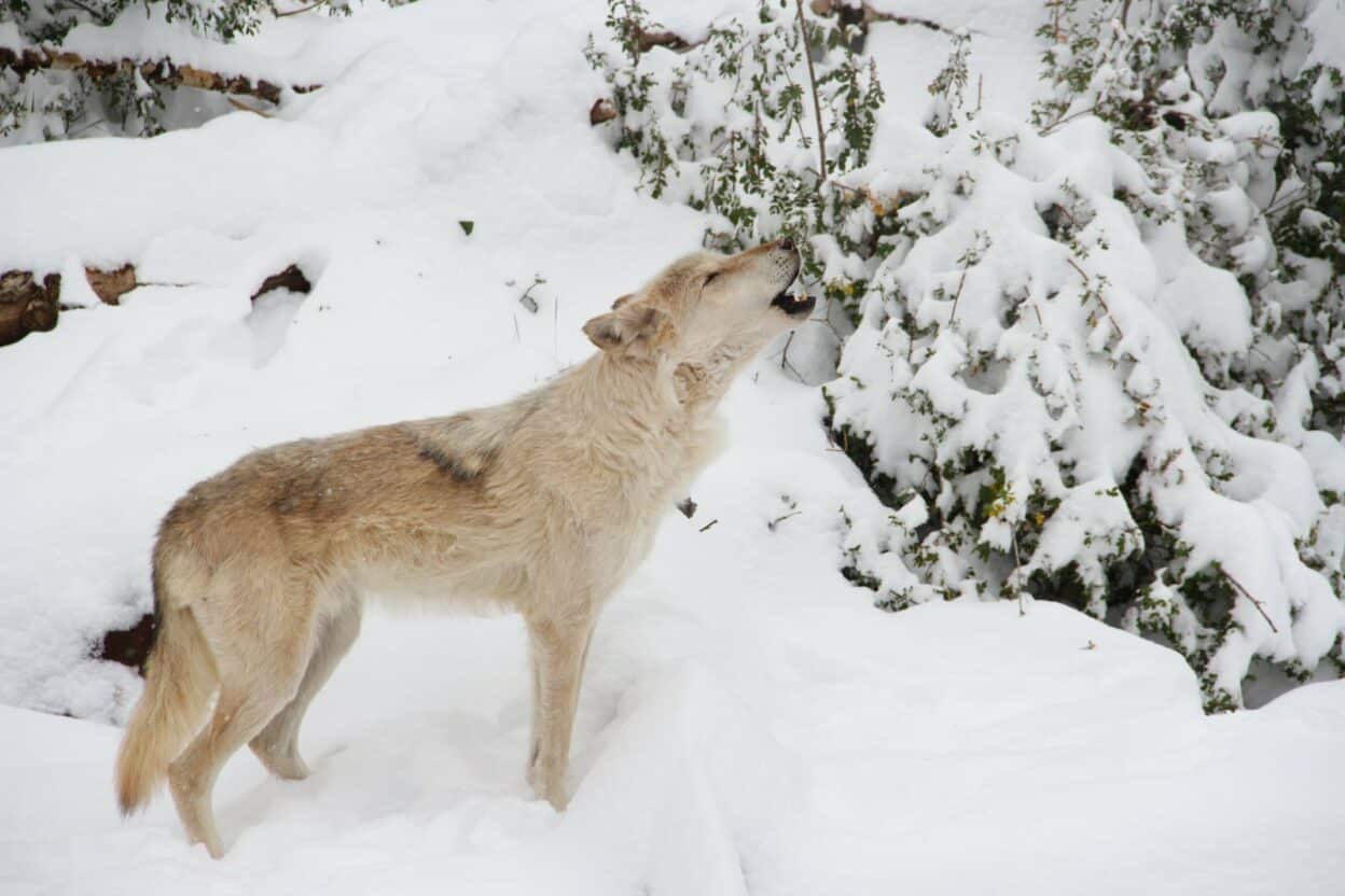 Mission: Wolf - Westcliffe, CO | Animal Sanctuary - Uncover Colorado