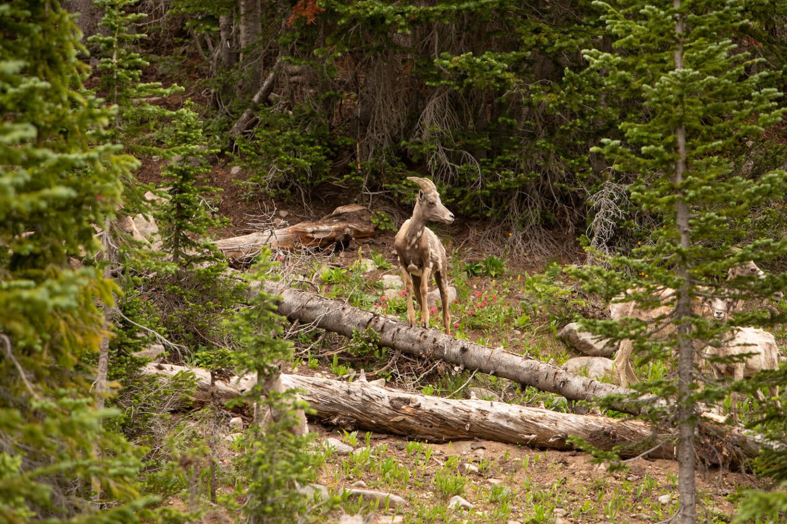 State Forest State Park - Walden, CO - Uncover Colorado