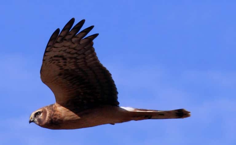 9 Different Hawks Found in Colorado | Hawk Watch Site at Dinosaur Ridge ...