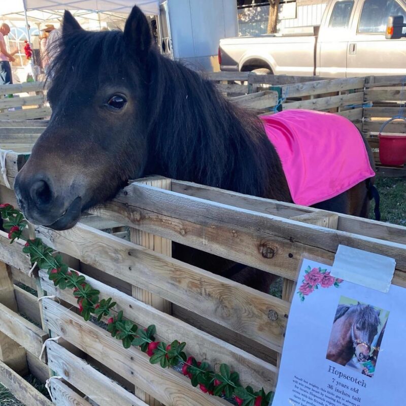 Mini Derby at Sky View Farm - Castle Rock | May - Uncover Colorado